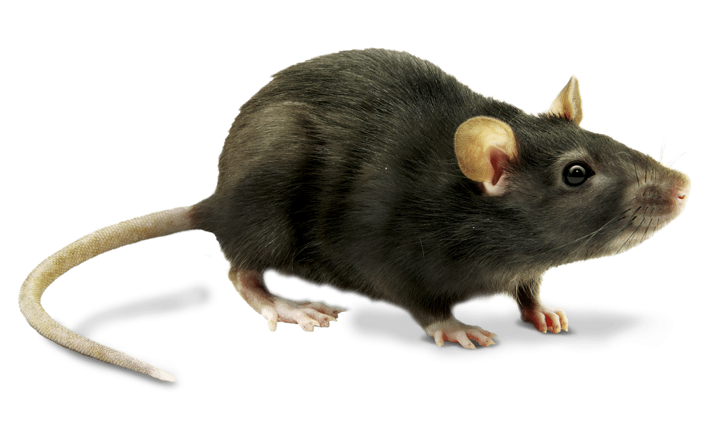 RAT | DE SANGOSSE New Zealand