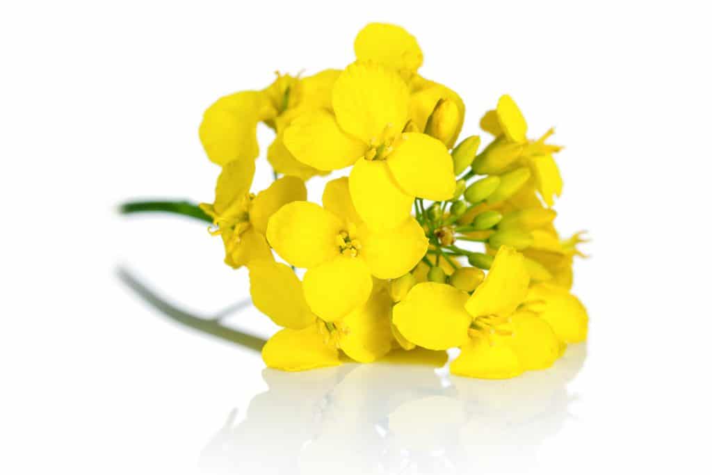 Fleur de colza | DE SANGOSSE New Zealand